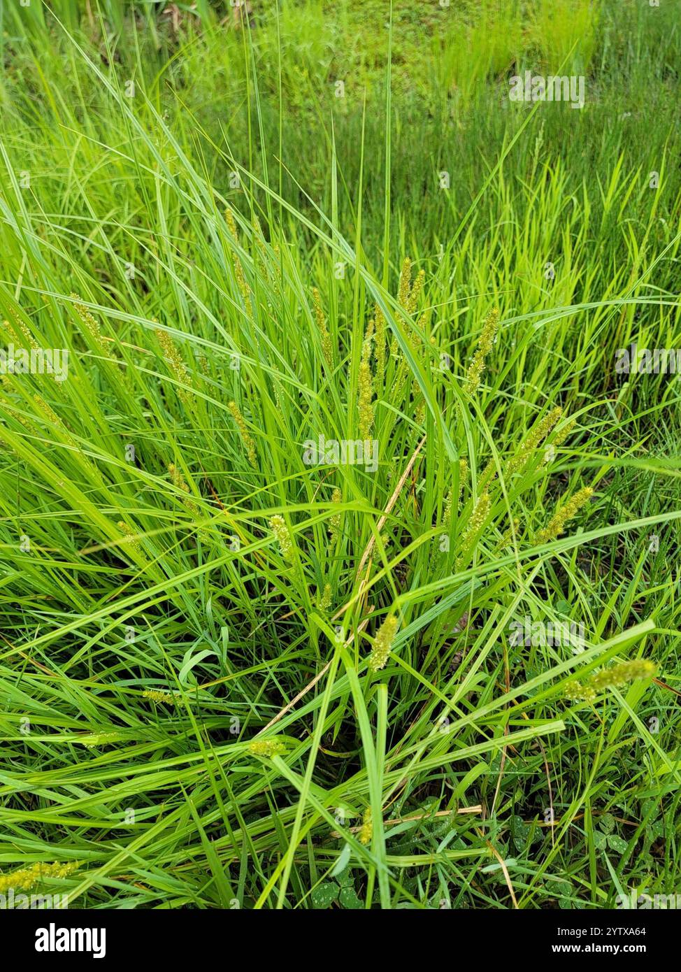true sedges (Carex Stock Photo - Alamy