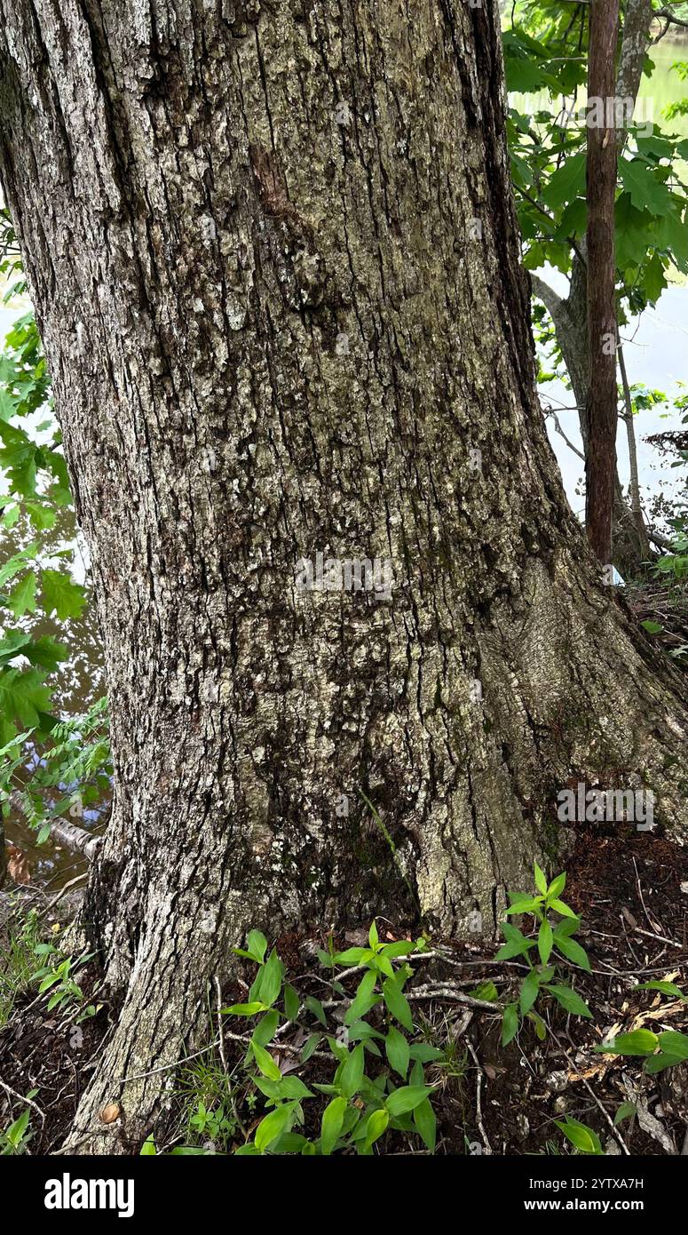 white oak (Quercus alba Stock Photo - Alamy