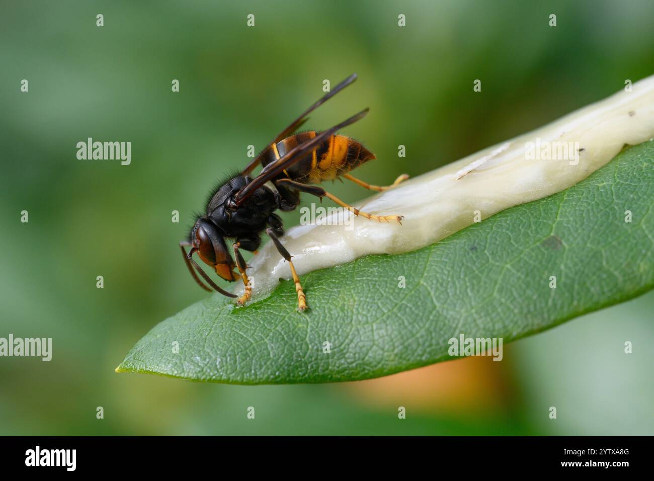 Venomous sting honey bee hi-res stock photography and images - Alamy