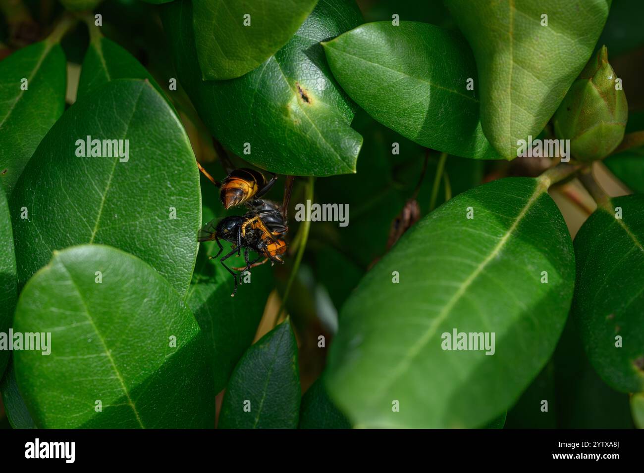 Asian yellow-legged hornet (Vespa velutina) with captured insect Stock ...