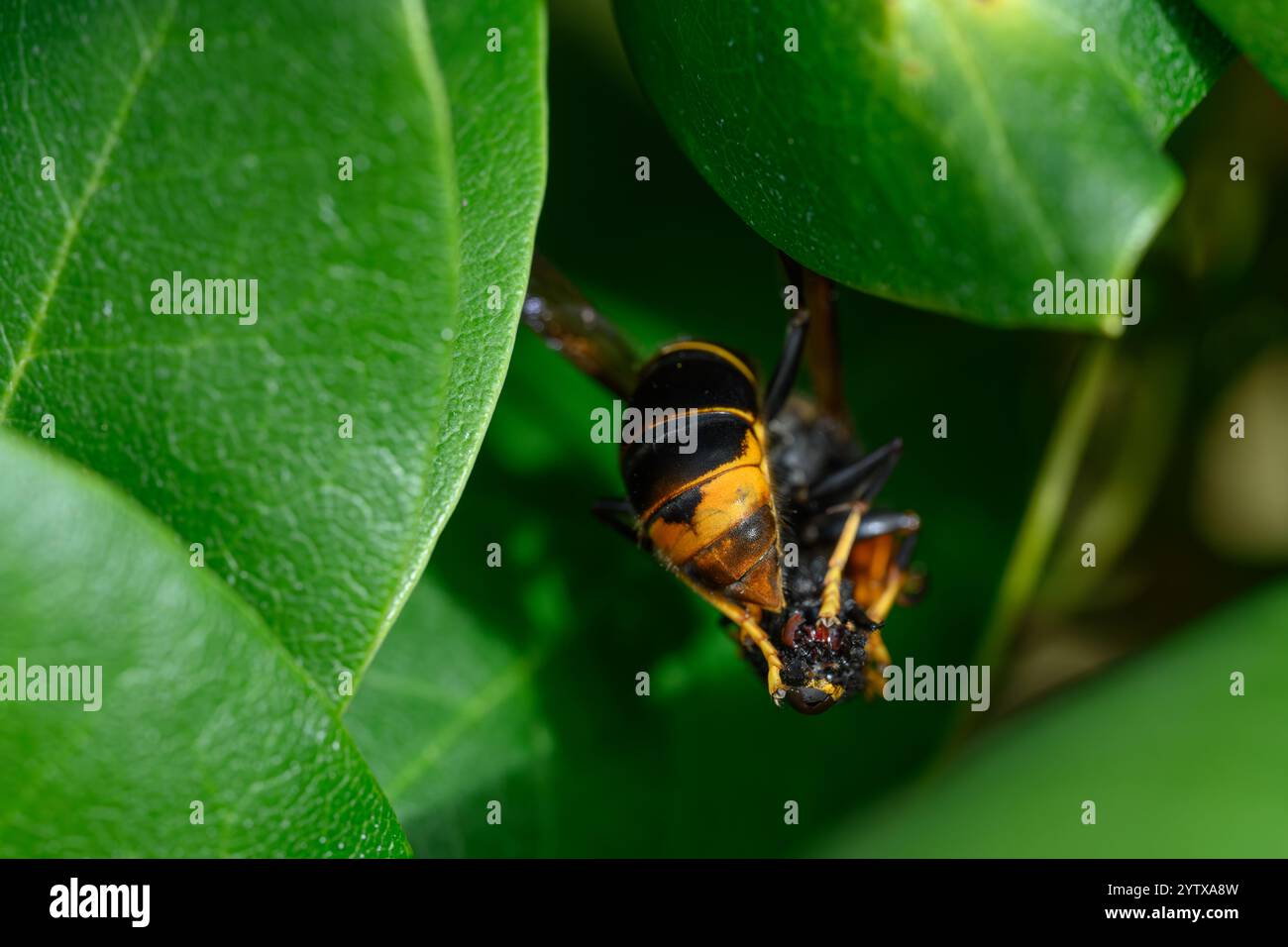 Asian hornet (Vespa velutina) with captured insect Stock Photo - Alamy