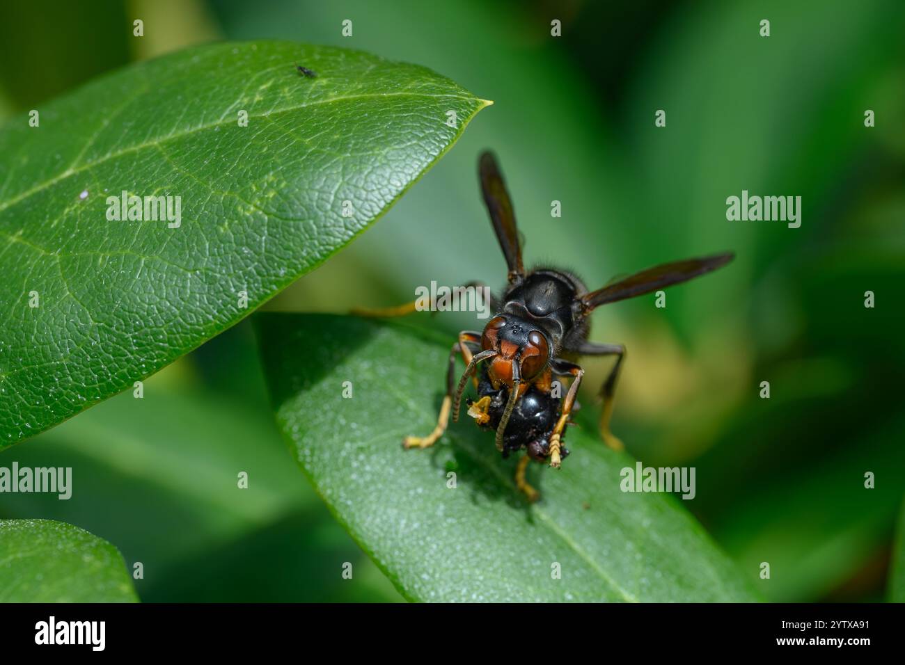 Asian hornet (Vespa velutina) with captured insect Stock Photo - Alamy