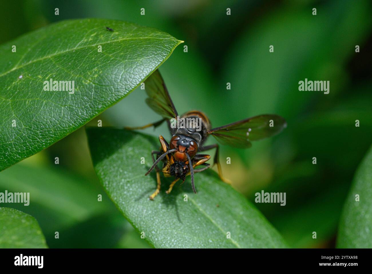 Asian yellow-legged hornet (Vespa velutina) dissects captured insect ...