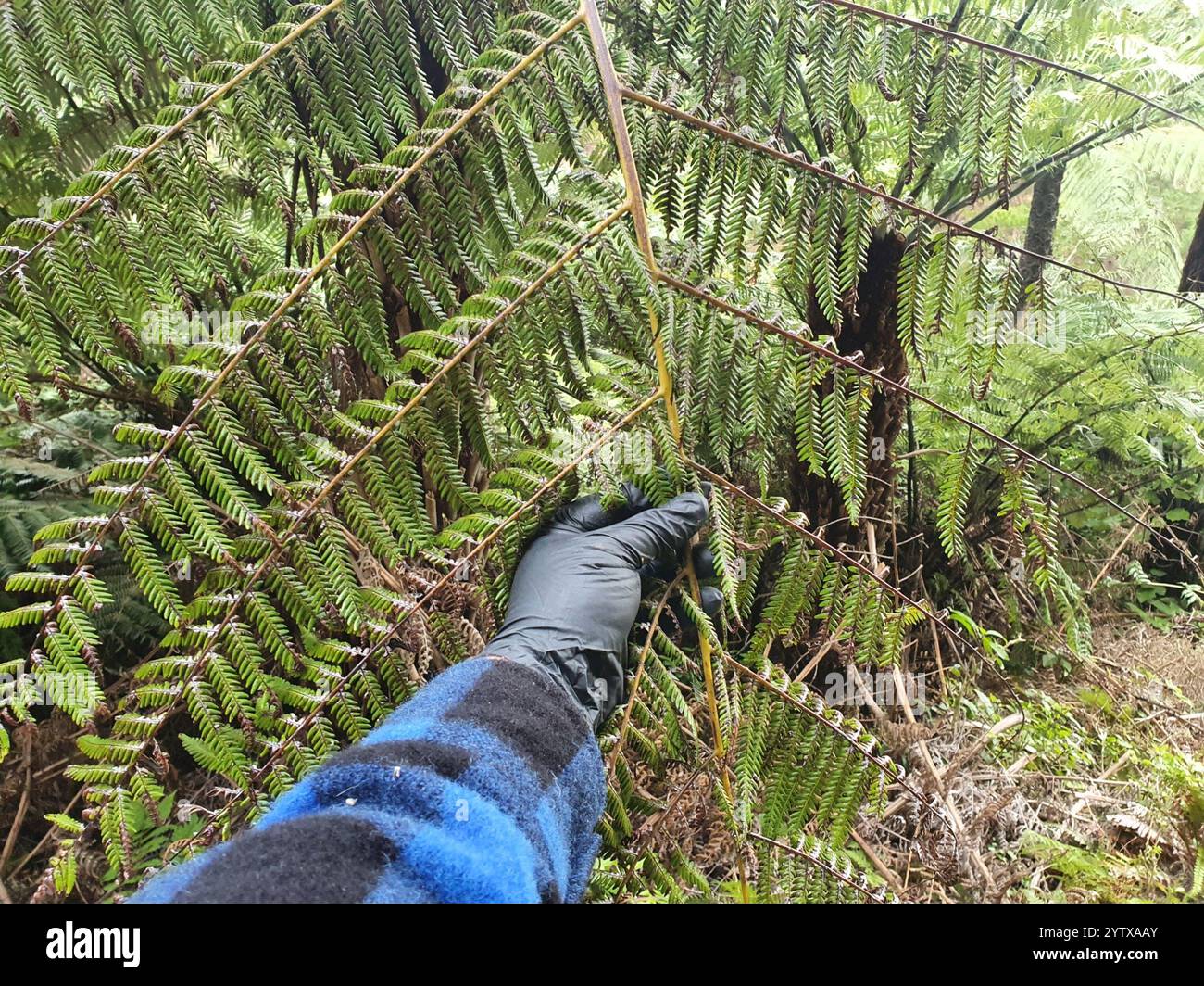 silver fern (Cyathea dealbata Stock Photo - Alamy