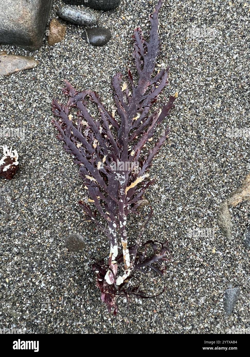 red algae (Rhodophyta Stock Photo - Alamy