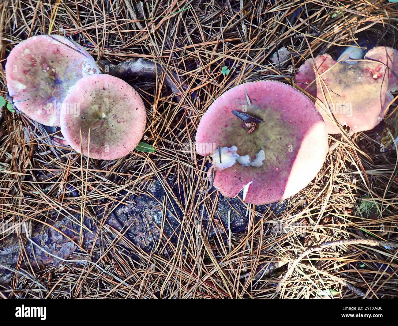 Primrose Brittlegill (Russula sardonia Stock Photo - Alamy