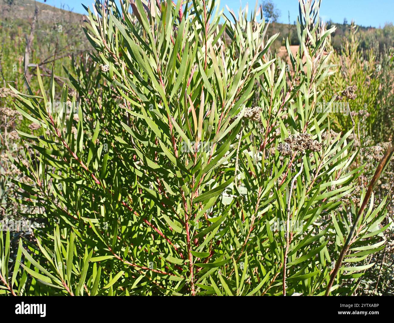 Gumleaf Conebush (Leucadendron eucalyptifolium Stock Photo - Alamy