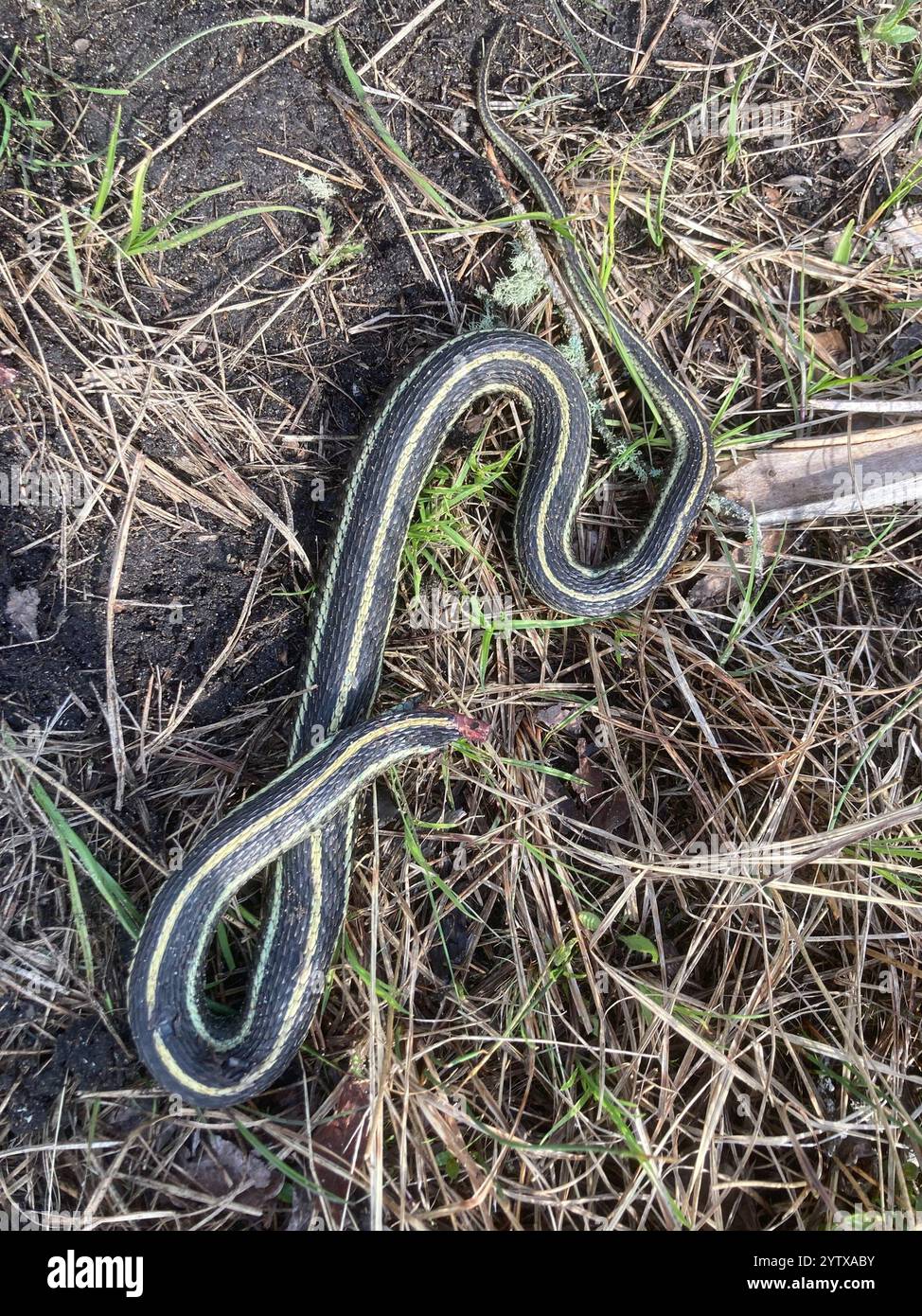 Plains Garter Snake (Thamnophis radix Stock Photo - Alamy