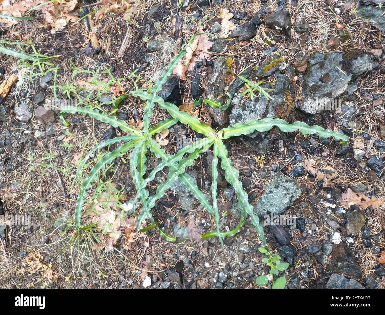 wavy-leafed soap plant (Chlorogalum pomeridianum Stock Photo - Alamy