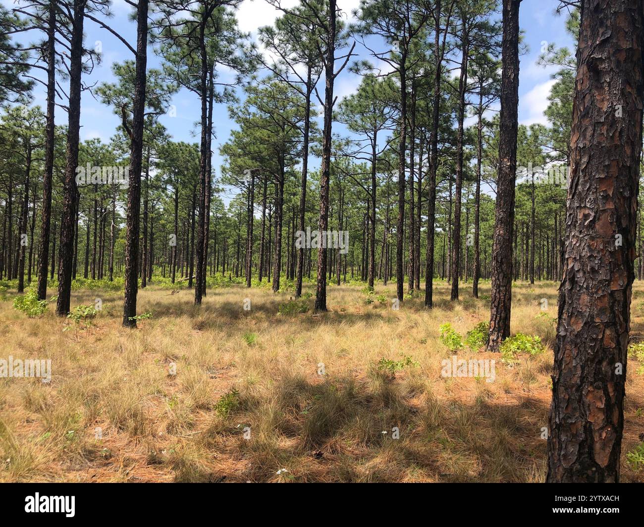 longleaf pine (Pinus palustris Stock Photo - Alamy