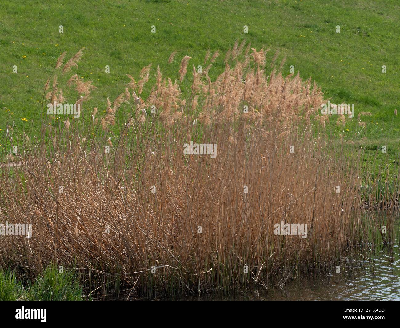 common reed (Phragmites australis Stock Photo - Alamy