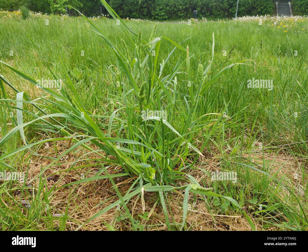orchard grass (Dactylis glomerata Stock Photo - Alamy