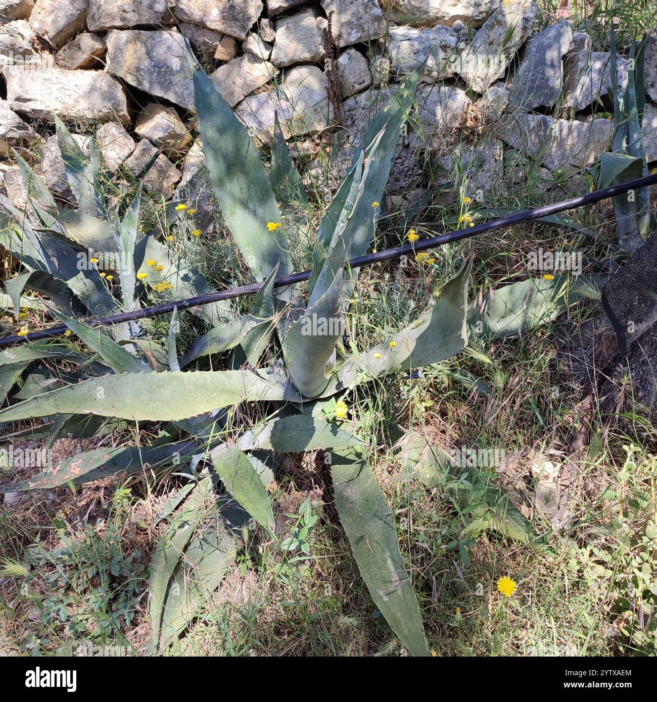American century plant (Agave americana Stock Photo - Alamy