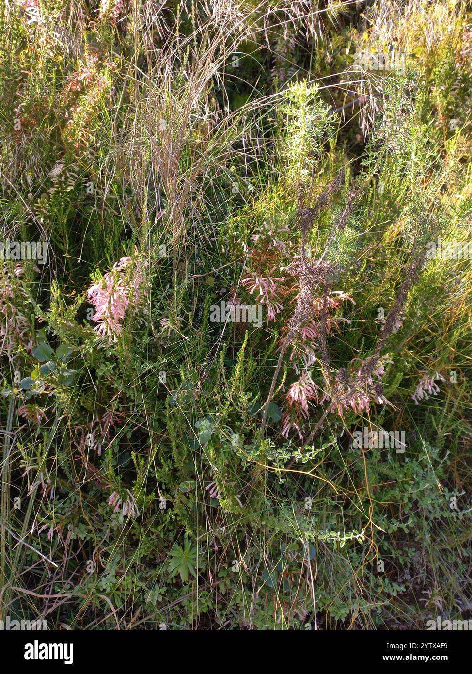 Water Heath (Erica curviflora Stock Photo - Alamy