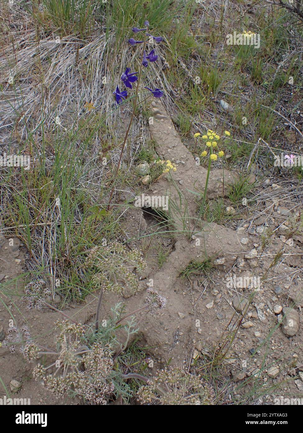 Northern Pocket Gopher (Thomomys talpoides Stock Photo - Alamy