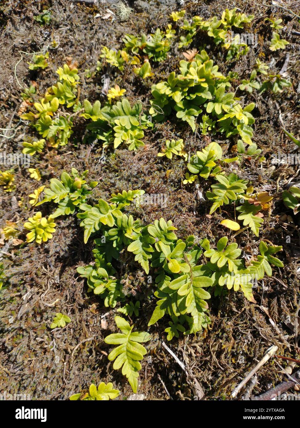 California Polypody (Polypodium californicum Stock Photo - Alamy