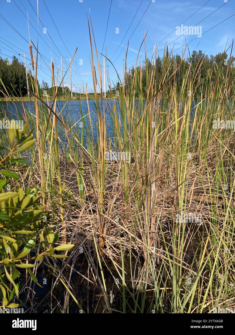 southern cattail (Typha domingensis Stock Photo - Alamy