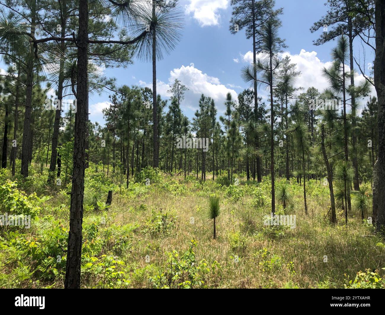 longleaf pine (Pinus palustris Stock Photo - Alamy
