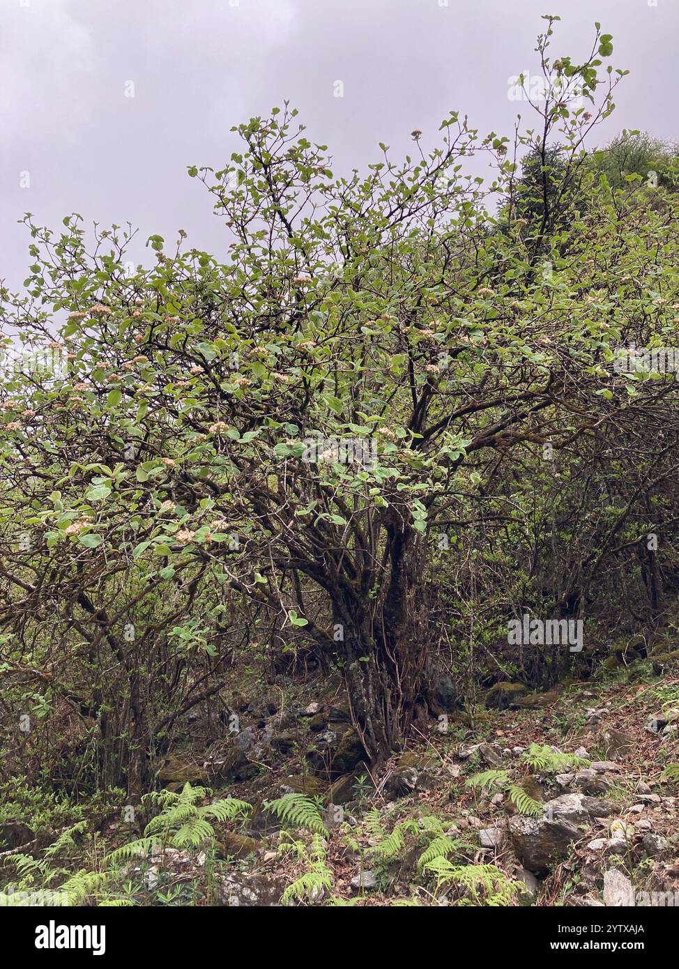 Indian wayfaring tree (Viburnum cotinifolium Stock Photo - Alamy