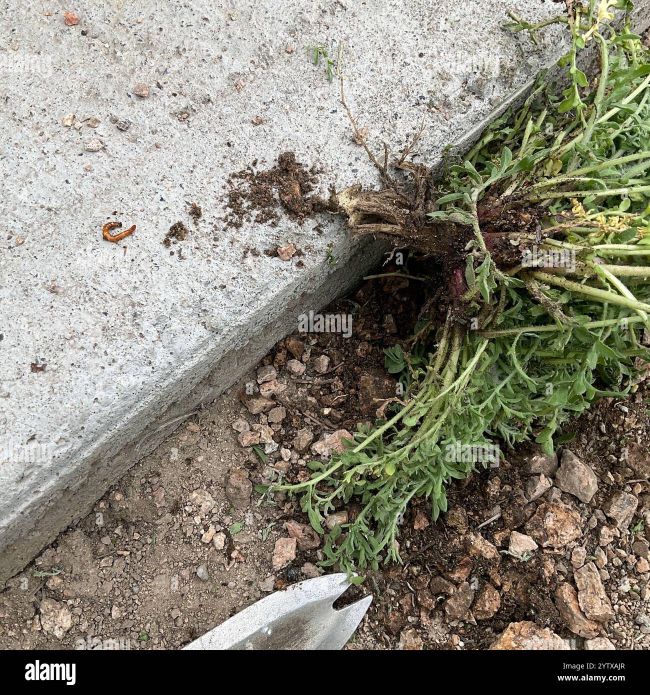 Click Beetles (Elateridae Stock Photo - Alamy