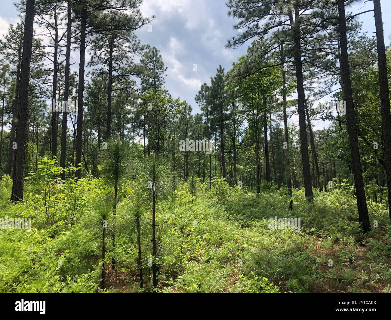 longleaf pine (Pinus palustris Stock Photo - Alamy