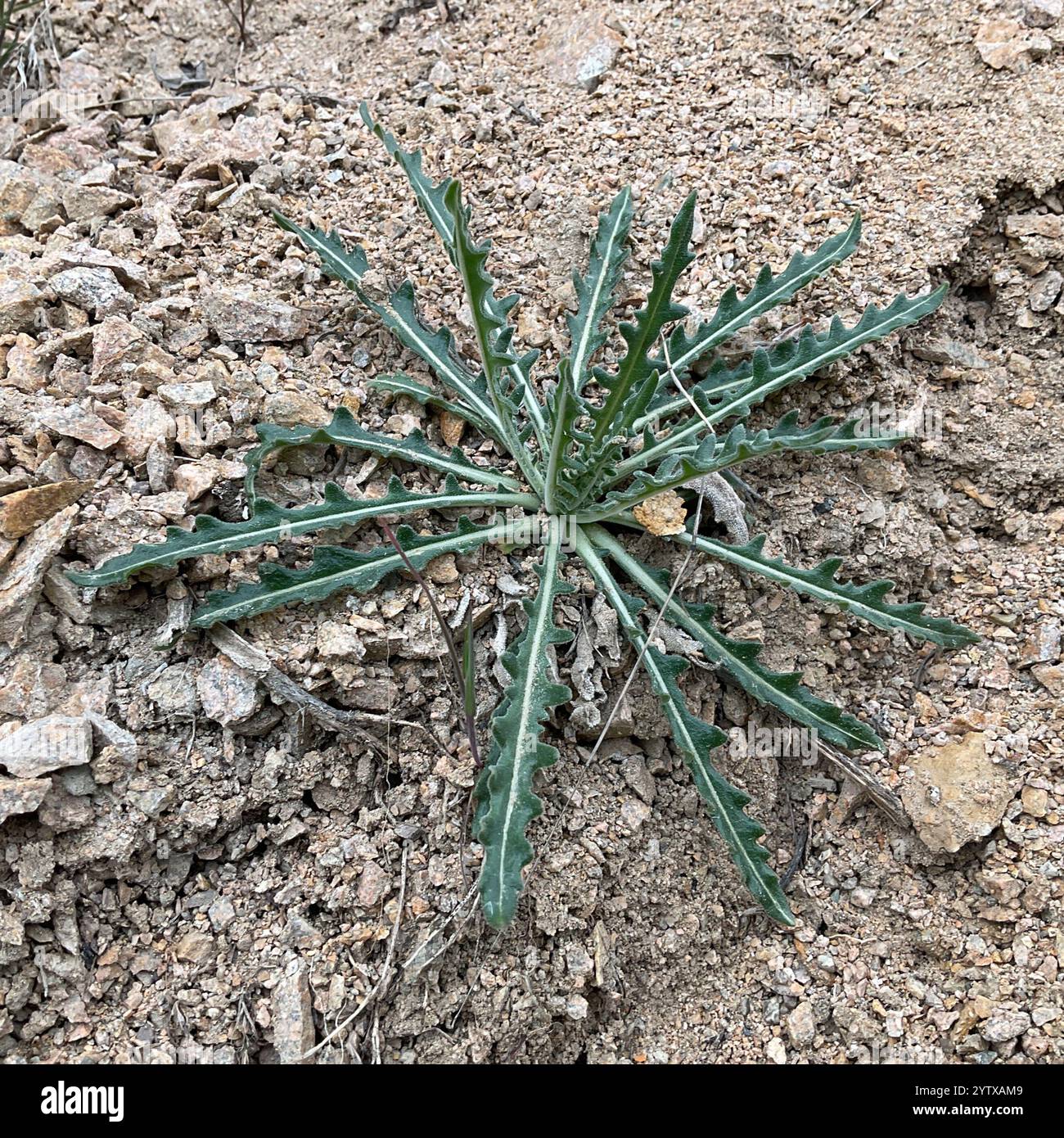 Giant Blazingstar (Mentzelia laevicaulis Stock Photo - Alamy