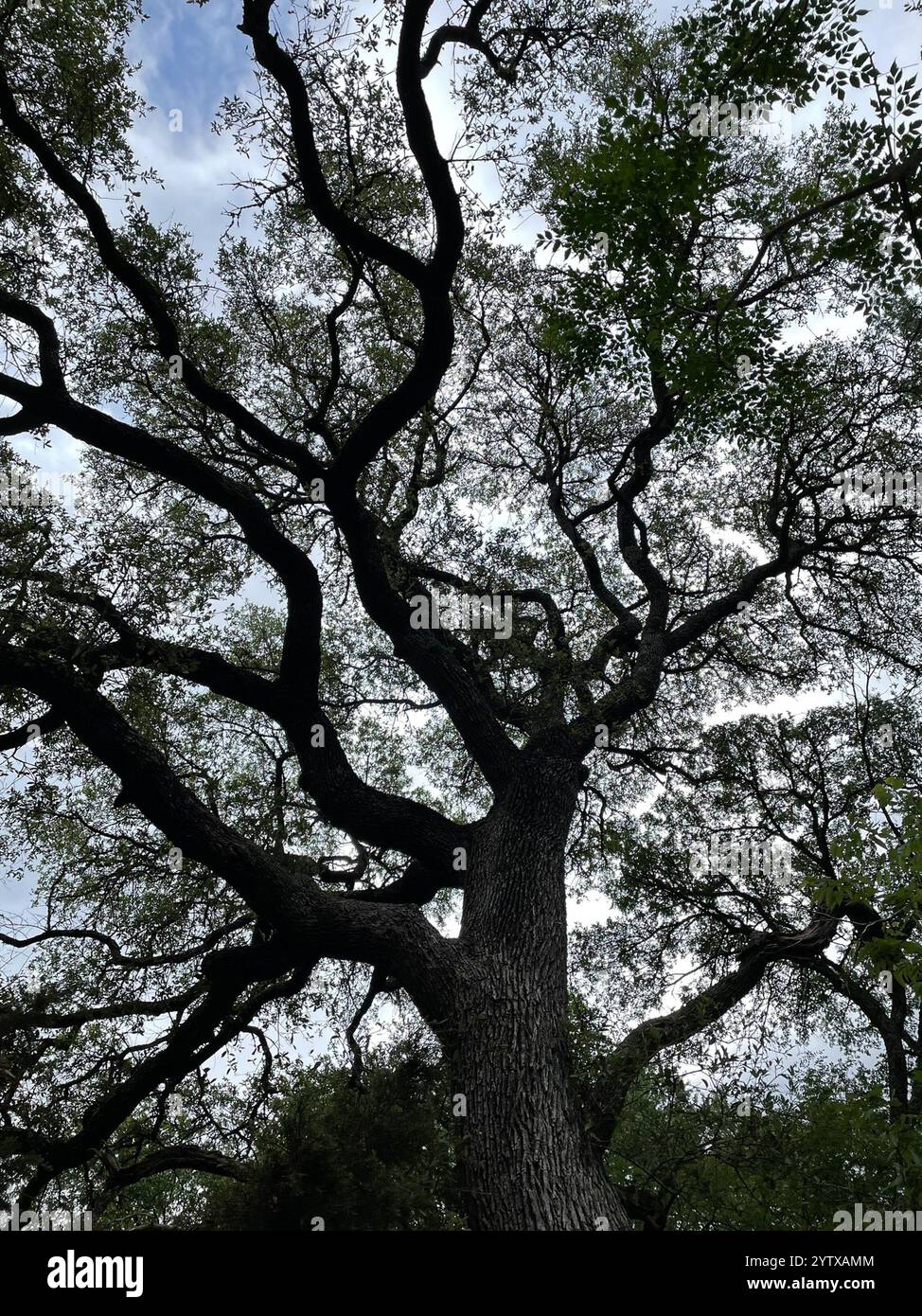 Texas live oak (Quercus fusiformis Stock Photo - Alamy