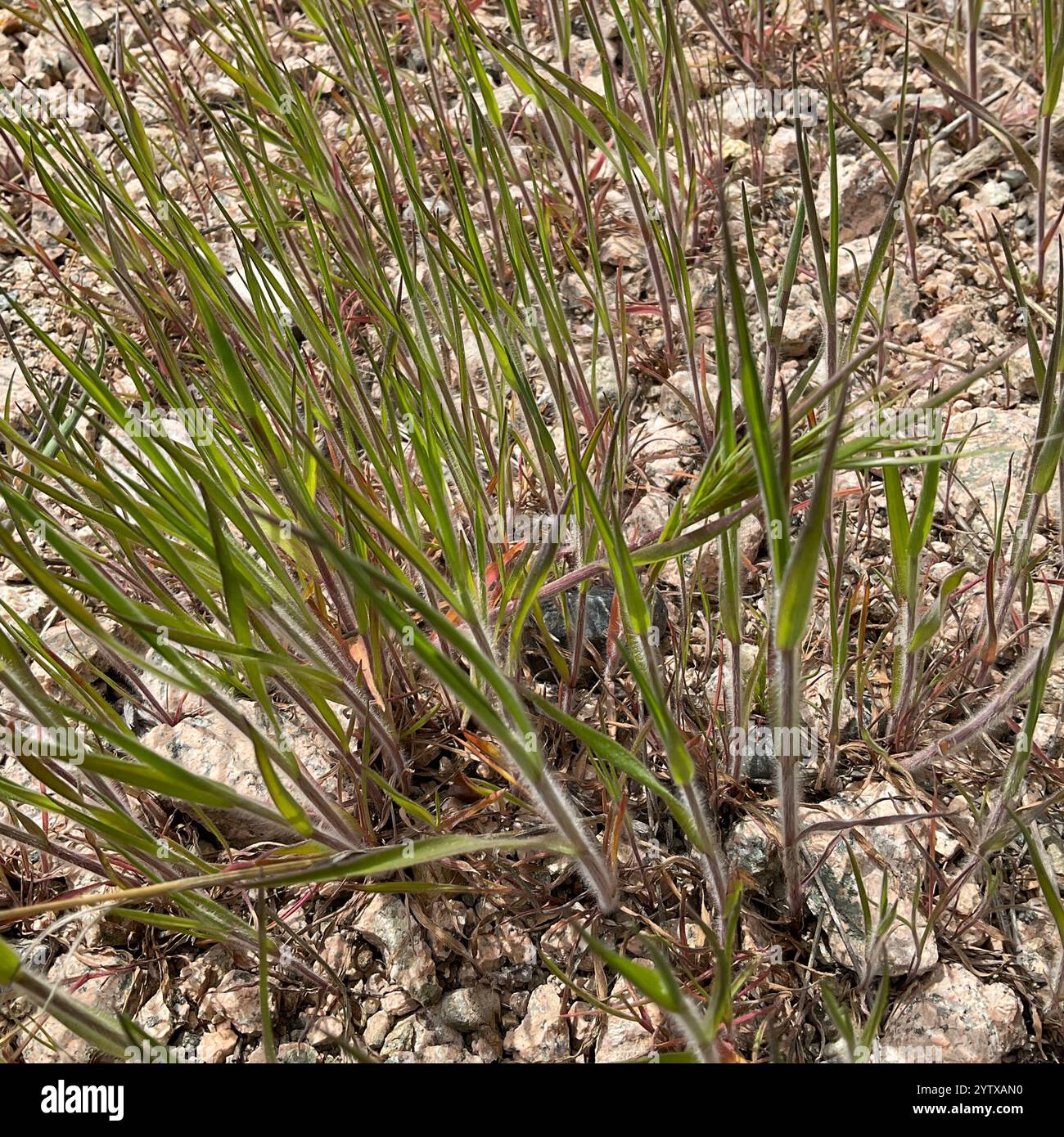 Cheatgrass (Bromus tectorum Stock Photo - Alamy