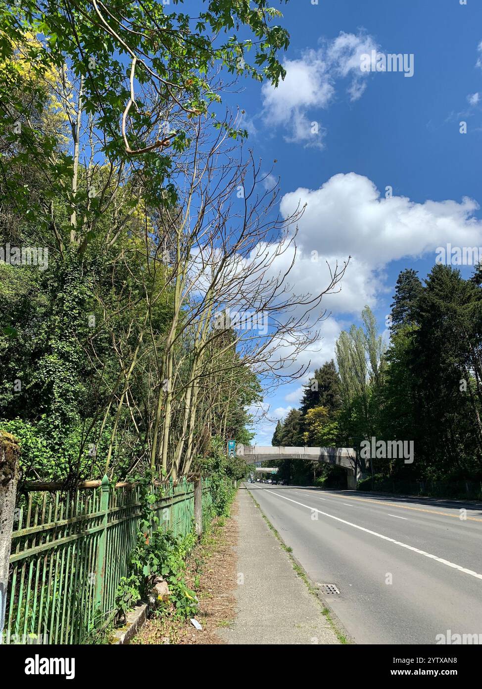 tree-of-heaven (Ailanthus altissima Stock Photo - Alamy