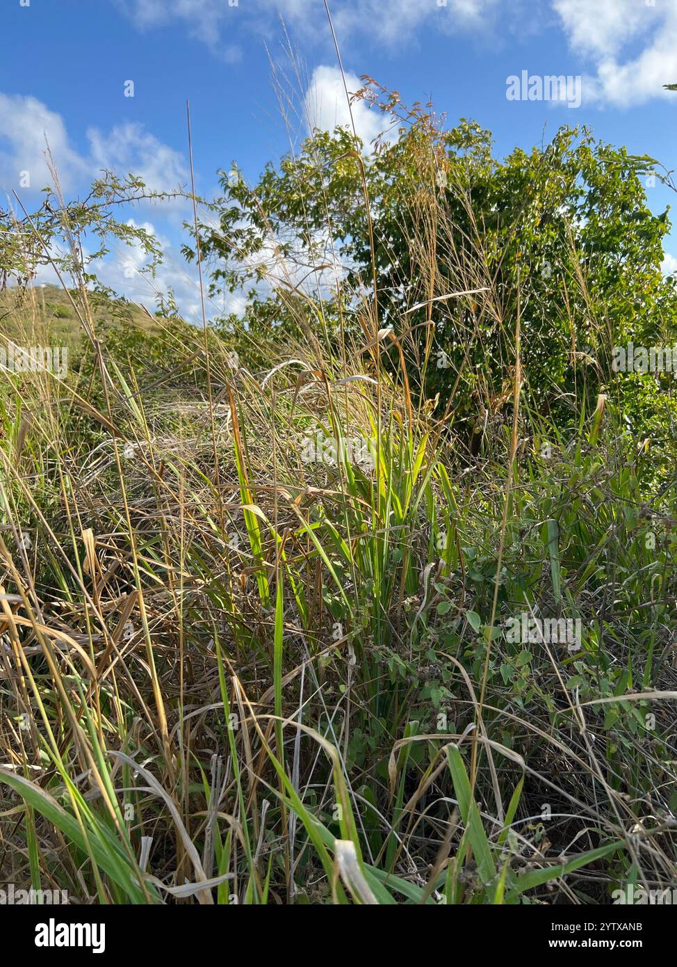 guinea grass (Megathyrsus maximus Stock Photo - Alamy