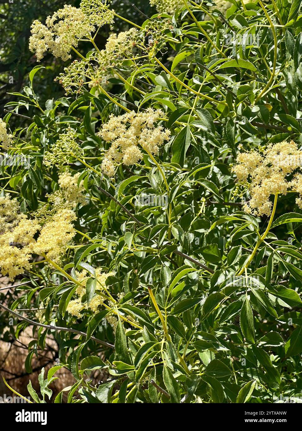 blue elder (Sambucus cerulea Stock Photo - Alamy
