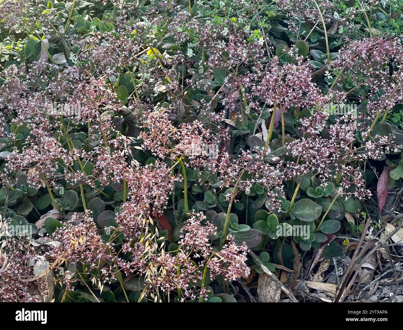Fairy Stonecrop (Crassula multicava Stock Photo - Alamy
