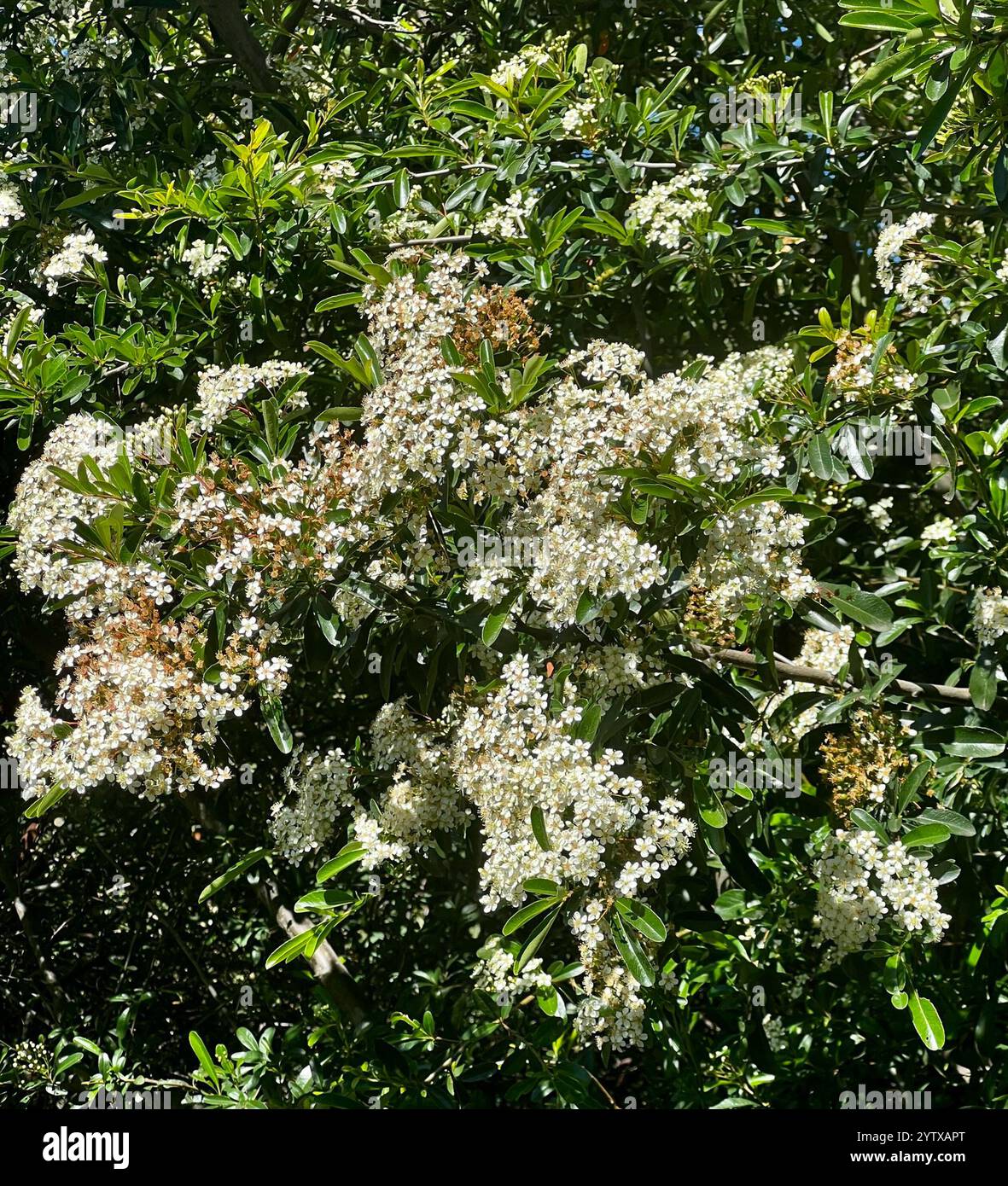 Firethorn (Pyracantha coccinea Stock Photo - Alamy