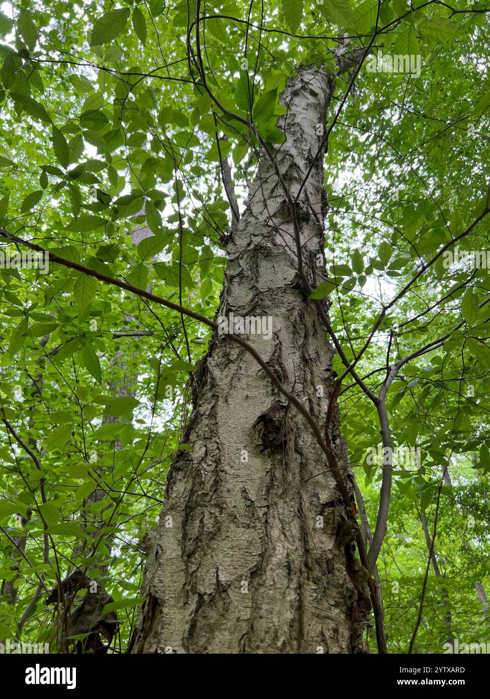 river birch (Betula nigra Stock Photo - Alamy