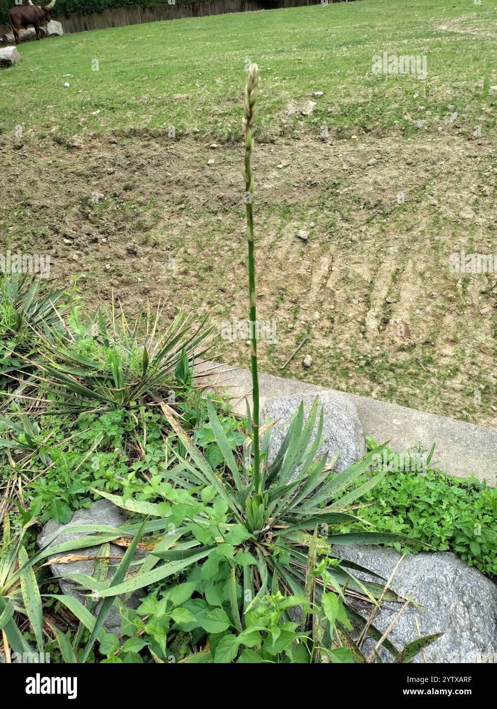 common yucca (Yucca filamentosa Stock Photo - Alamy