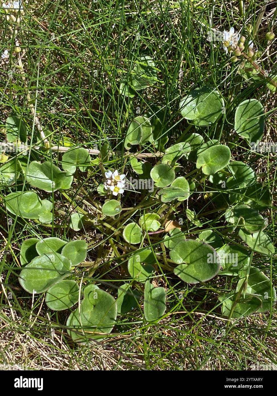 Scurvy grass (Cochlearia officinalis Stock Photo - Alamy