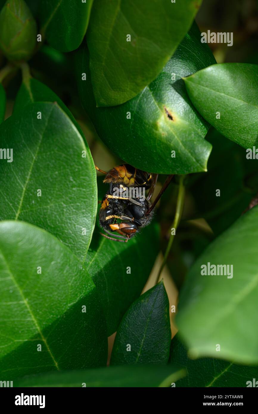 Asian hornet ( Vespa velutina) with captured fly Stock Photo - Alamy