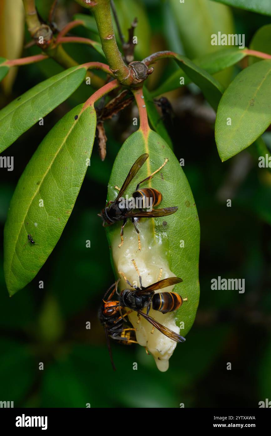Asian wasp vespa velutina hi-res stock photography and images - Alamy