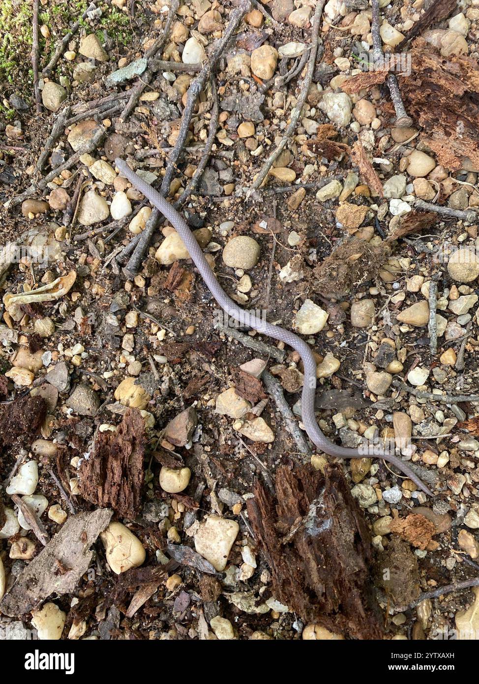 Eastern worm snake hi-res stock photography and images - Alamy