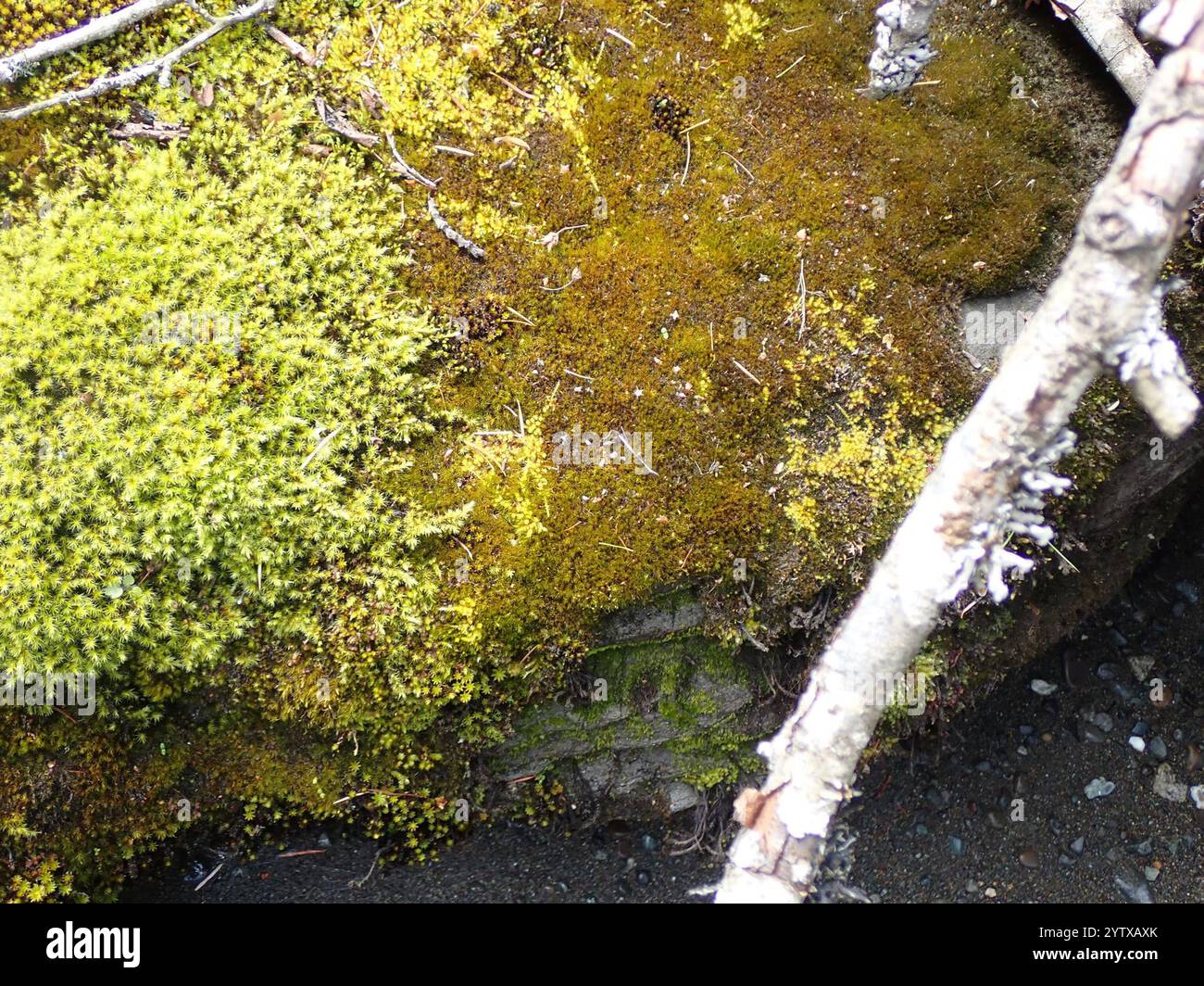 Sharp-leaved Blindia (Blindia acuta Stock Photo - Alamy