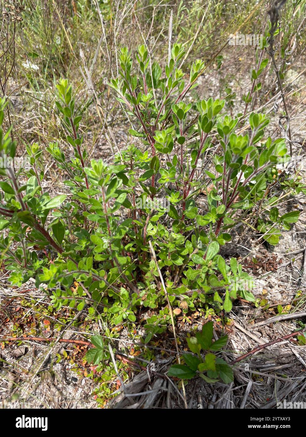 Hairy Pinweed (Lechea mucronata Stock Photo - Alamy
