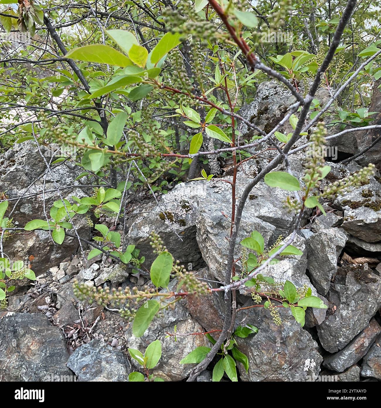 chokecherry (Prunus virginiana Stock Photo - Alamy