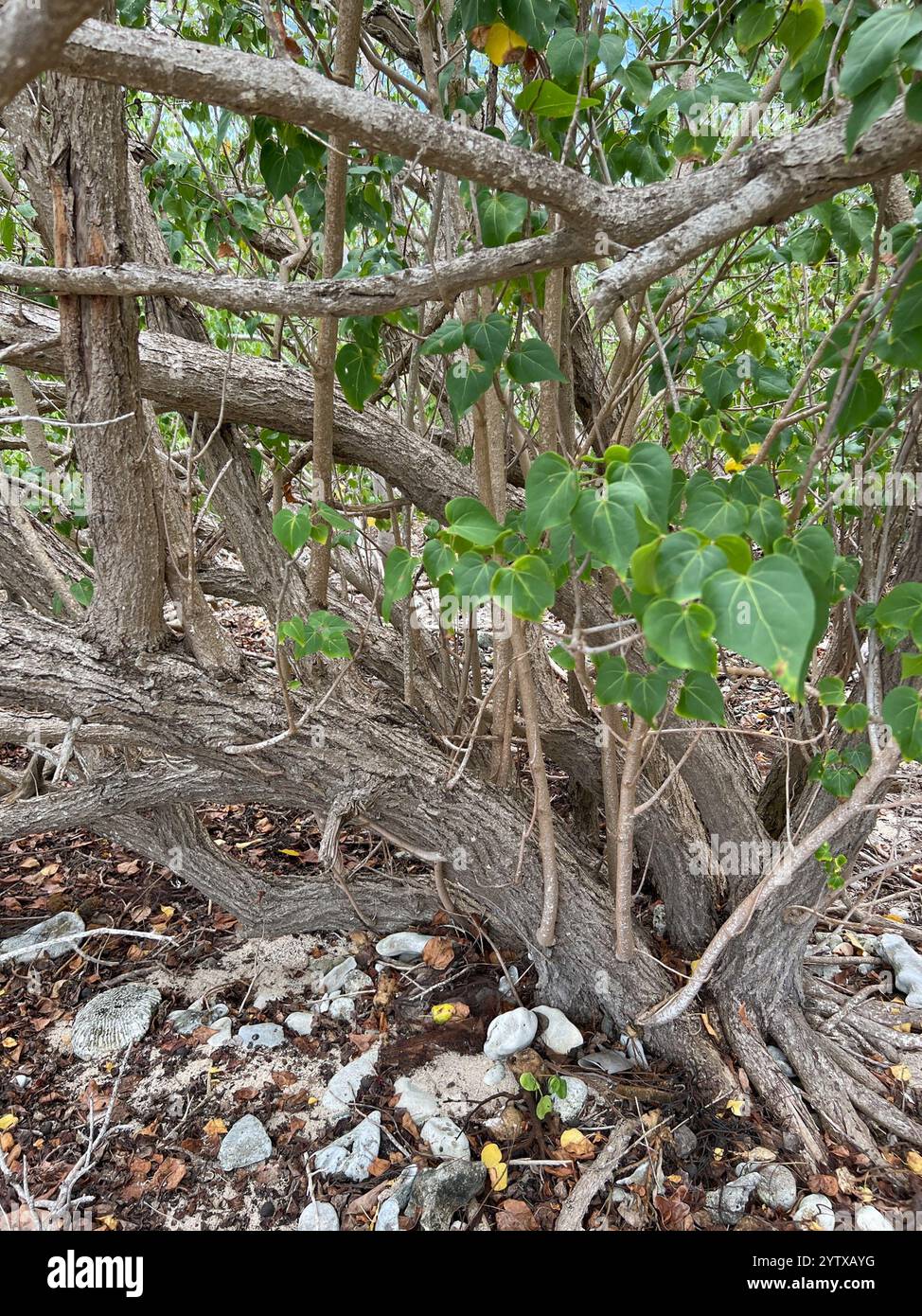 Portia tree (Thespesia populnea Stock Photo - Alamy
