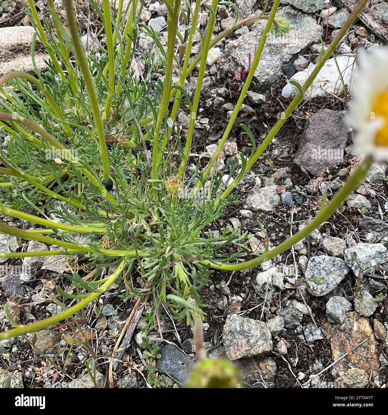 Cut leaf fleabane hi-res stock photography and images - Alamy