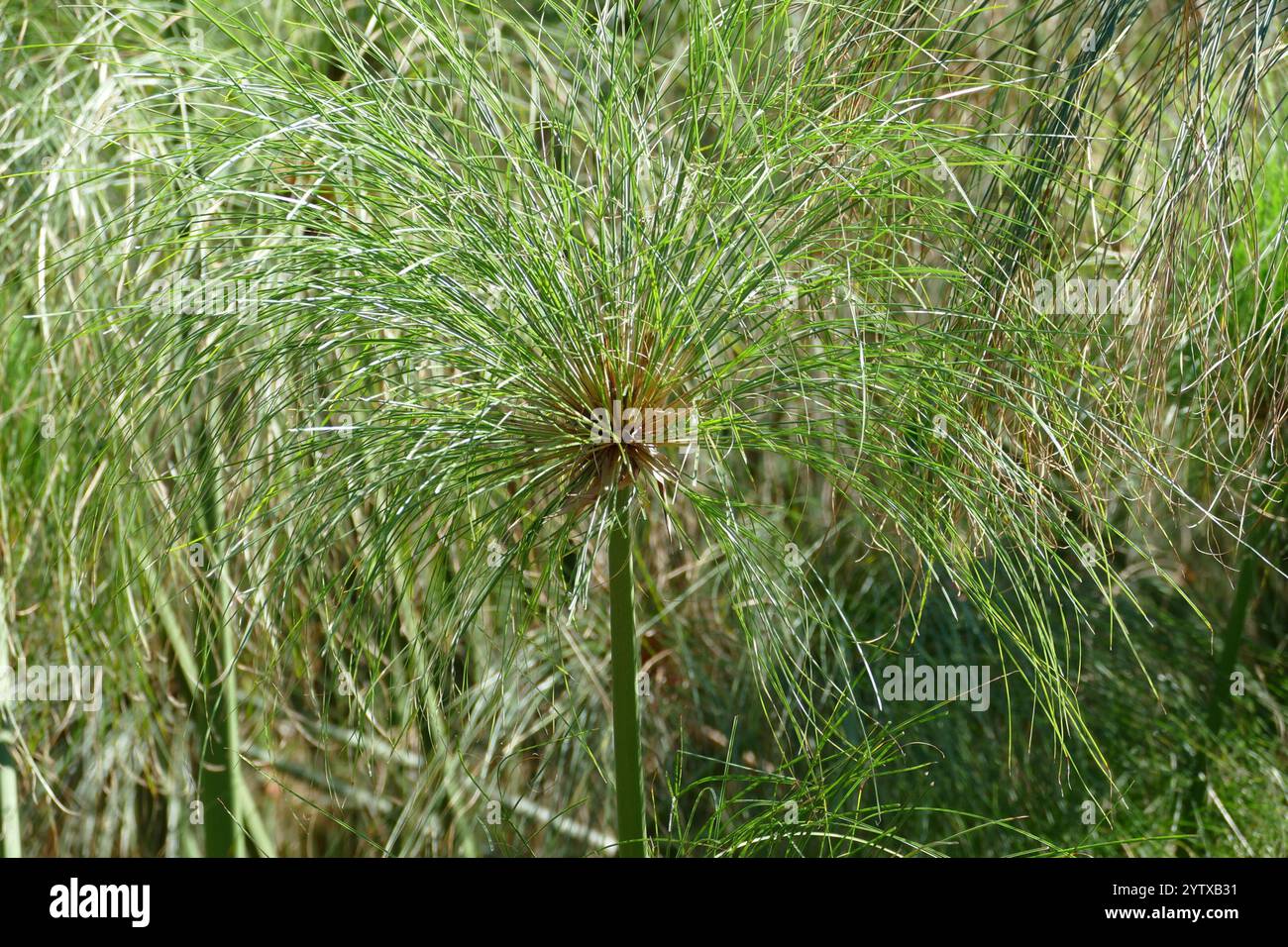 Papyrus sedge (Cyperus papyrus Stock Photo - Alamy