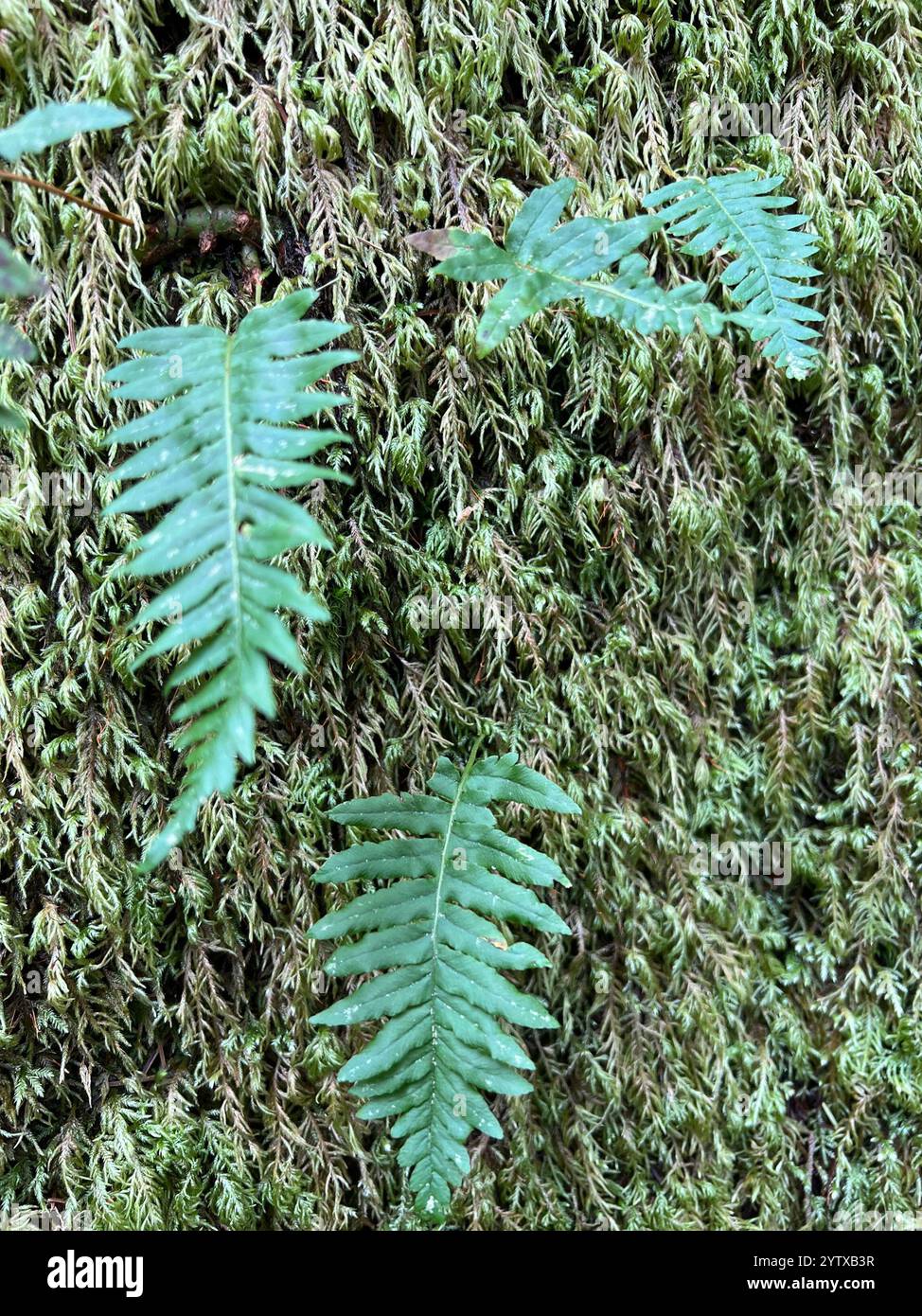 licorice fern (Polypodium glycyrrhiza Stock Photo - Alamy
