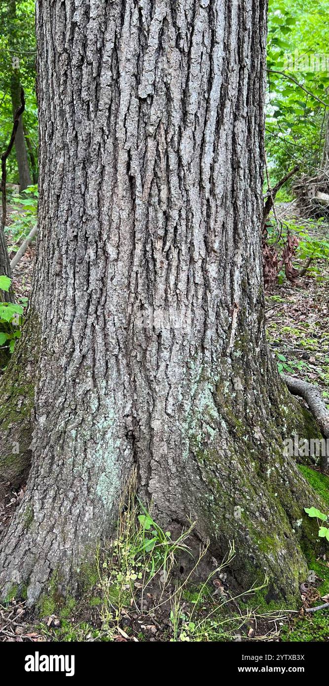 chestnut oak (Quercus montana Stock Photo - Alamy