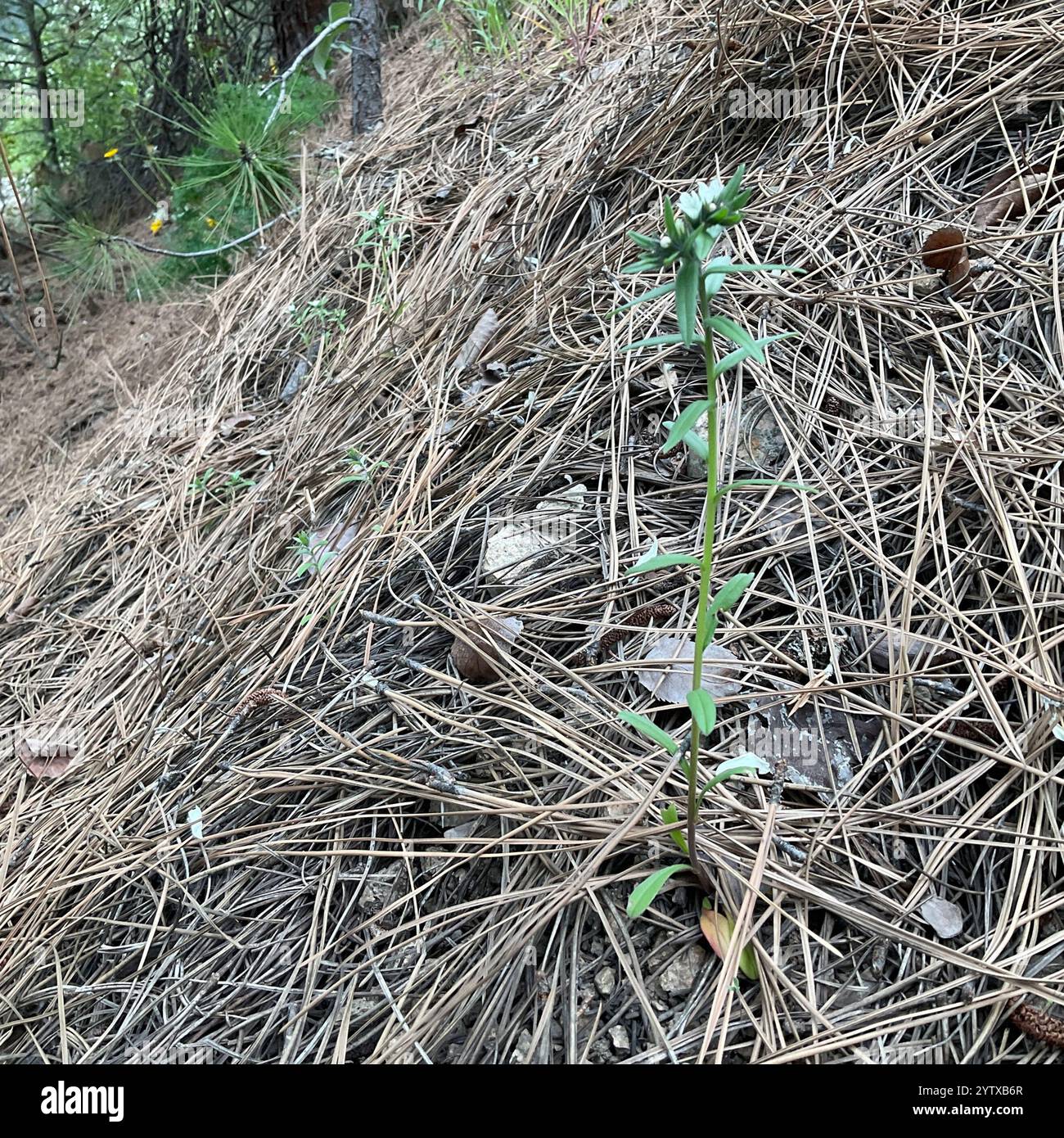 corn gromwell (Buglossoides arvensis Stock Photo - Alamy