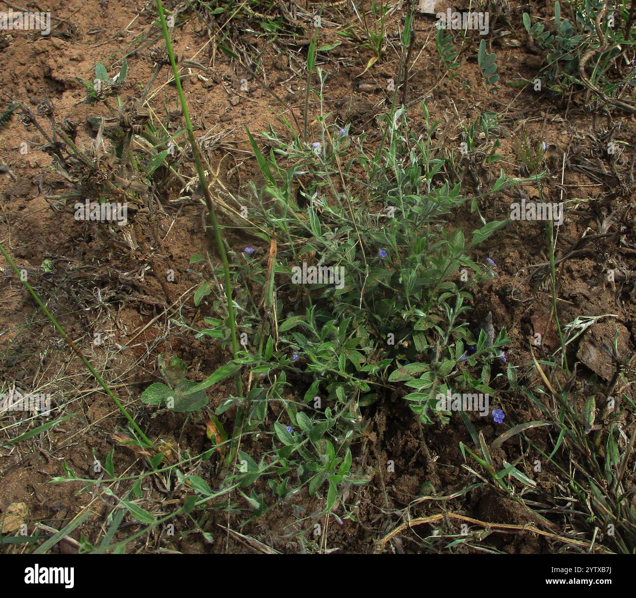 tropical speedwell (Evolvulus alsinoides Stock Photo - Alamy