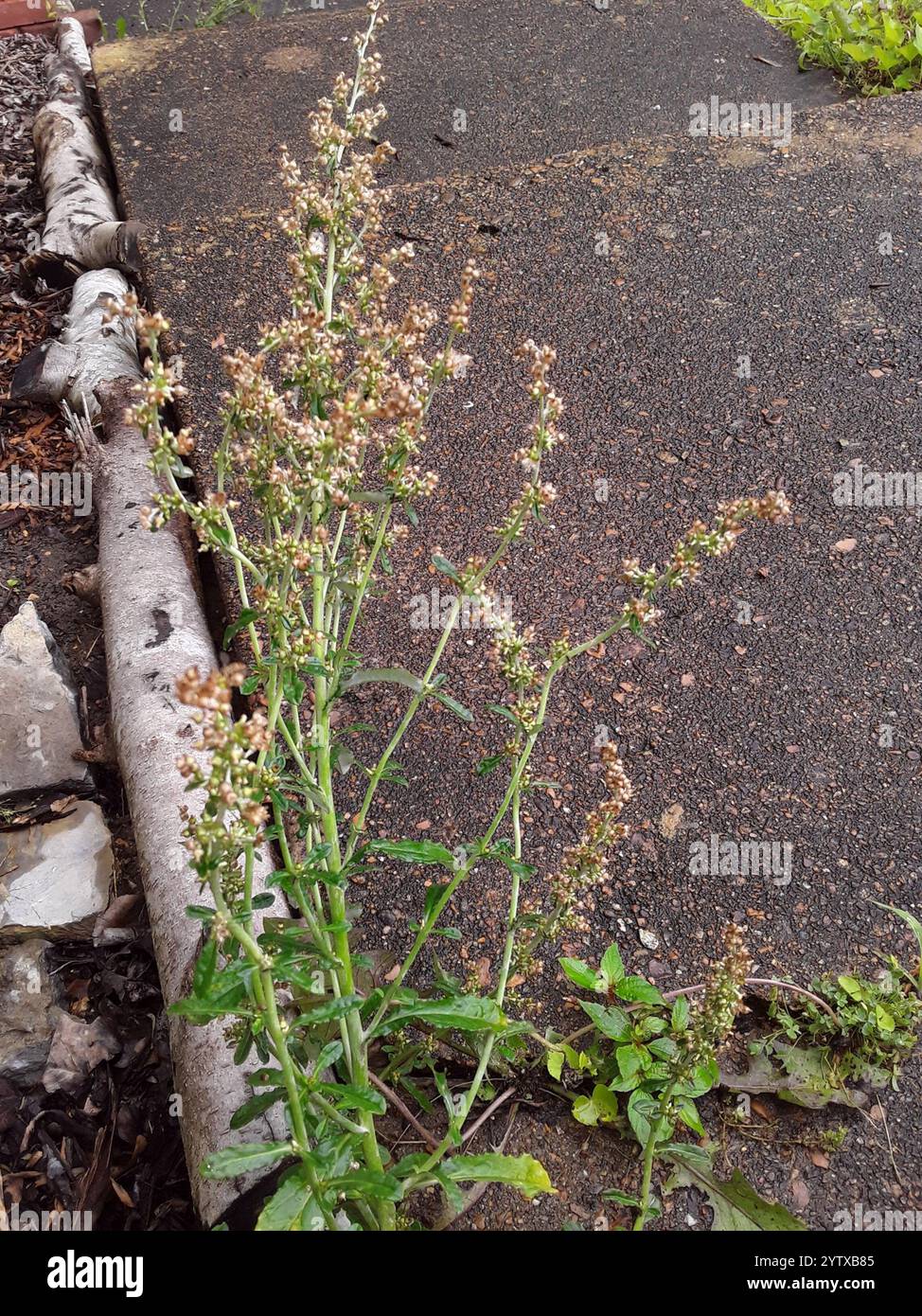 Purple Cudweed (Gamochaeta purpurea Stock Photo - Alamy